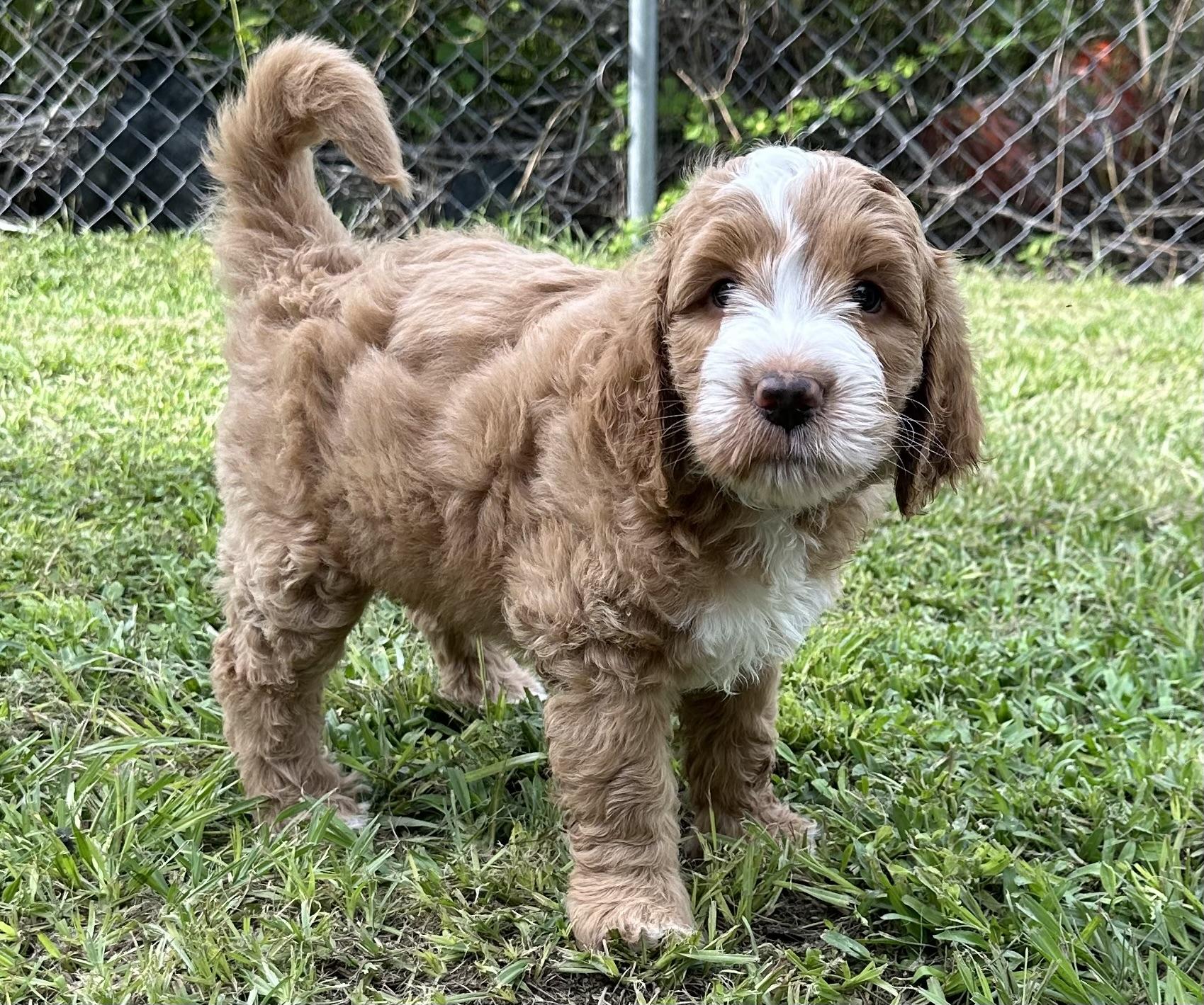 Lover Dover Doodles in Florida | Goldendoodle puppies | Good Dog