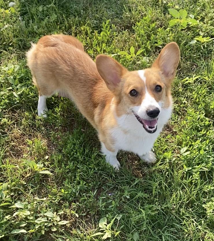 Wild Goose Corgis in Oklahoma | Pembroke Welsh Corgi and American Corgi ...