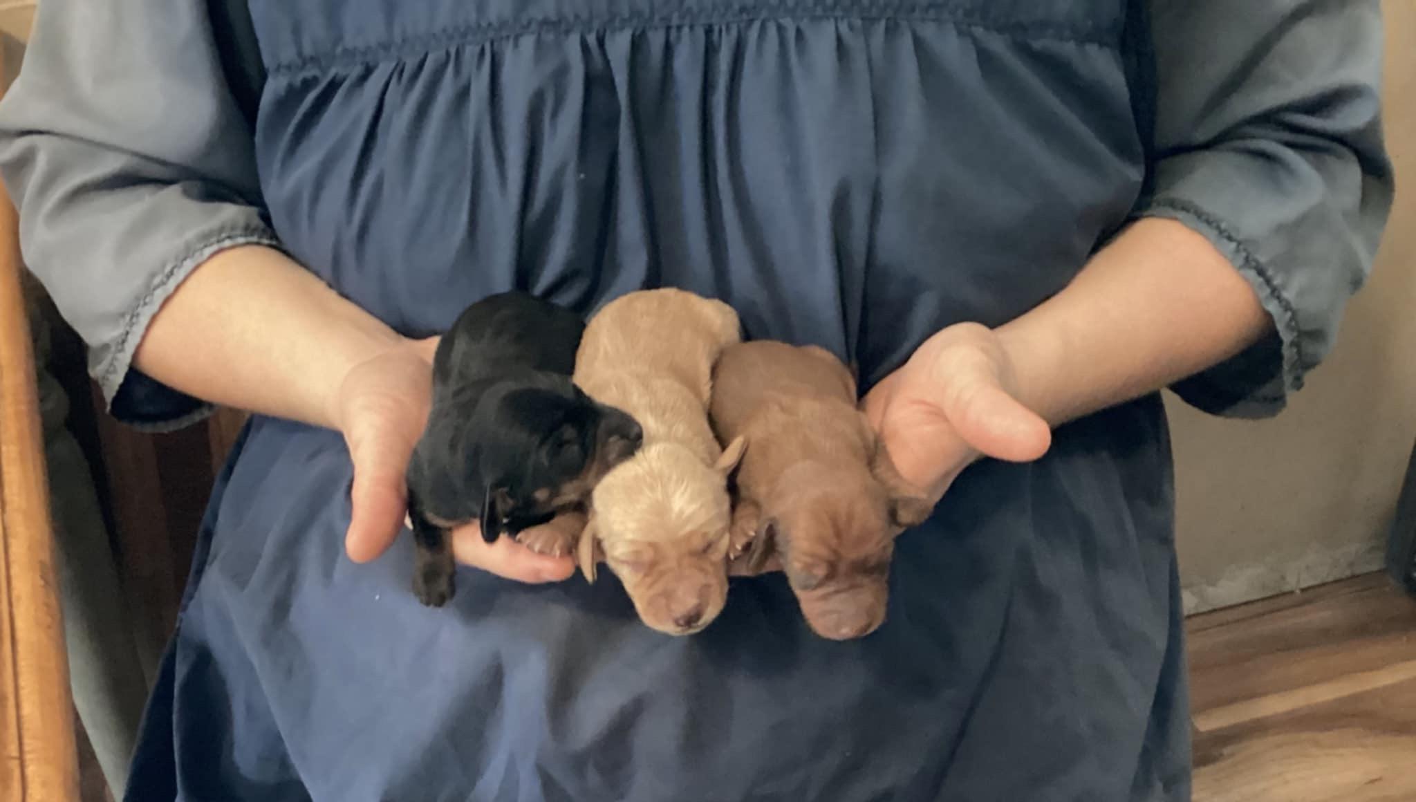 Foothills Cattery & Kennel in Pennsylvania | Dachshund puppies | Good Dog