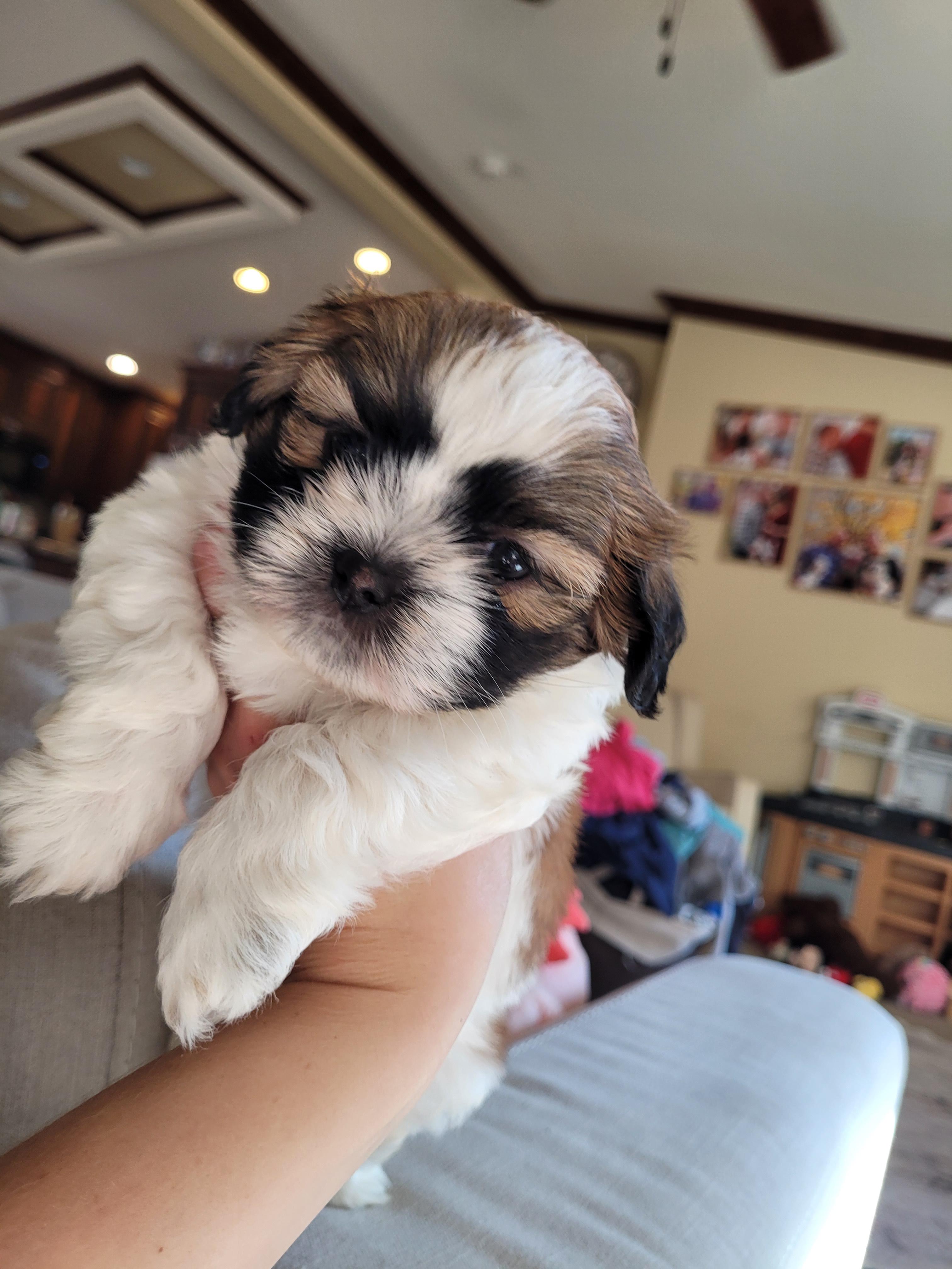 Teddy Bear (Shichon) Puppies! in Kansas | Shichon and Shih Tzu puppies ...