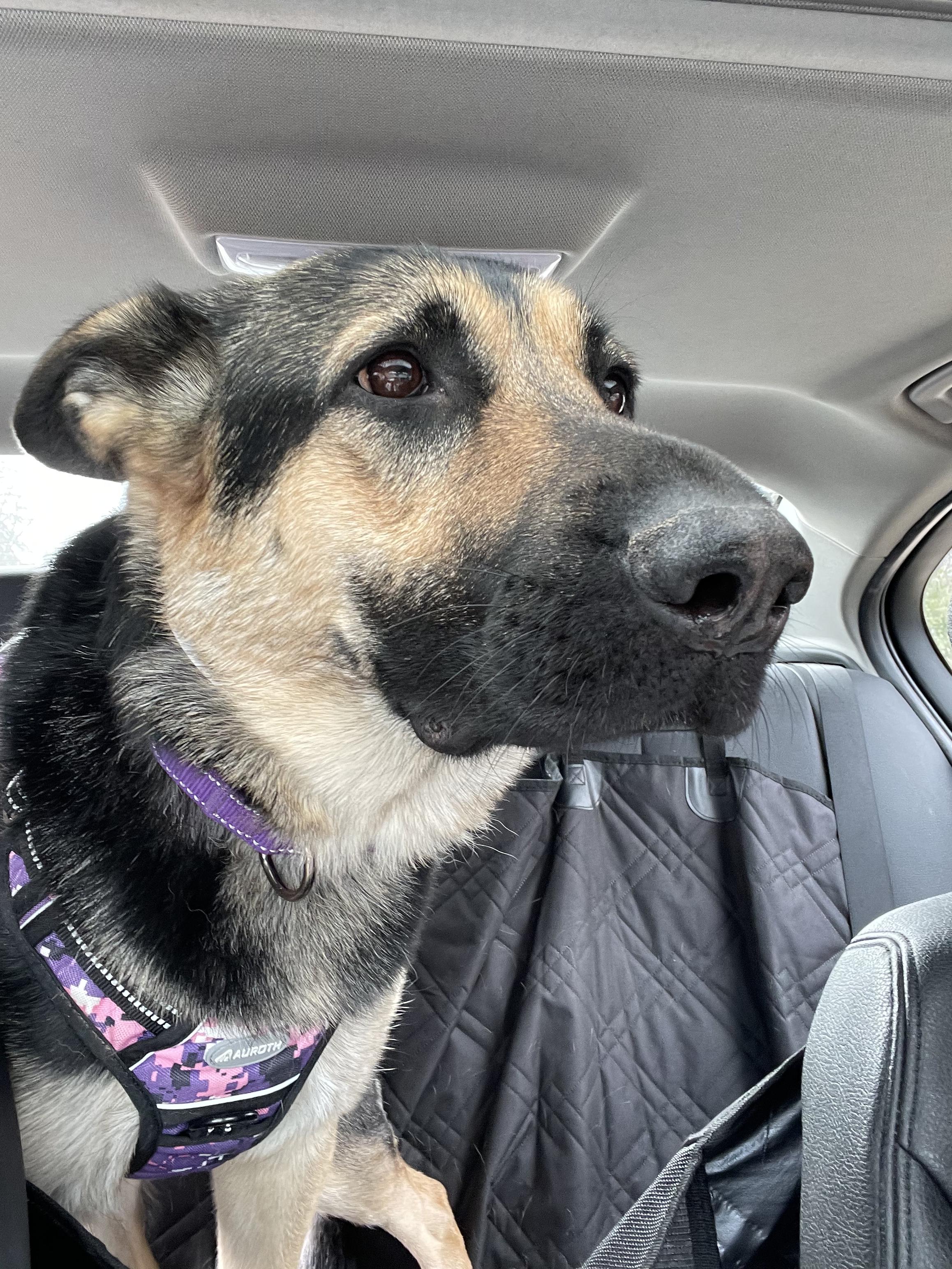 Nosey Shepherds in Ohio | German Shepherd puppies | Good Dog