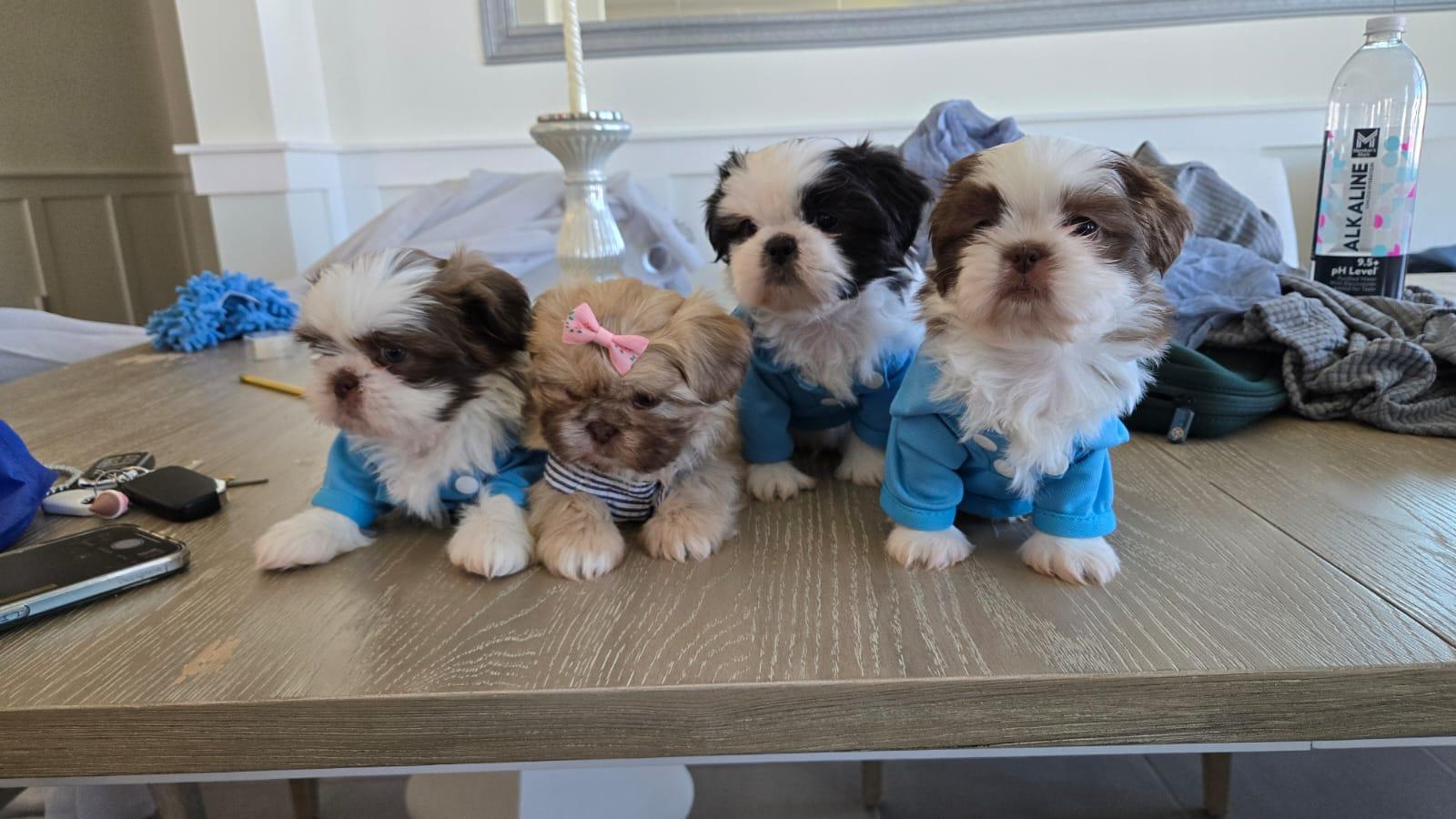 Sweet Shih Tzus! in Florida | Shih Tzu puppies | Good Dog