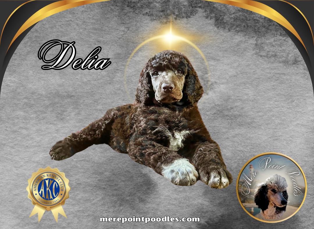 Mere Point Poodles in Maine | Poodle puppies | Good Dog