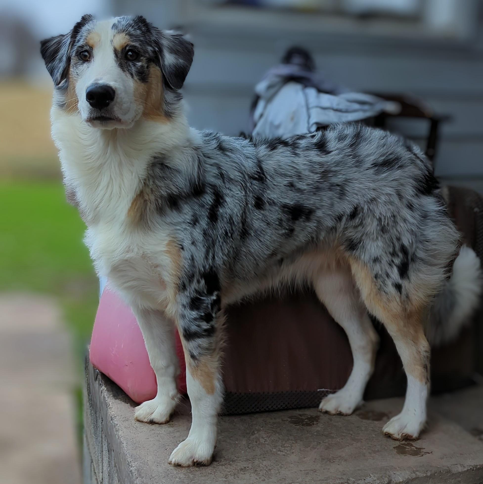 Dragon's Den Australian Shepherds in Pennsylvania | Australian Shepherd ...