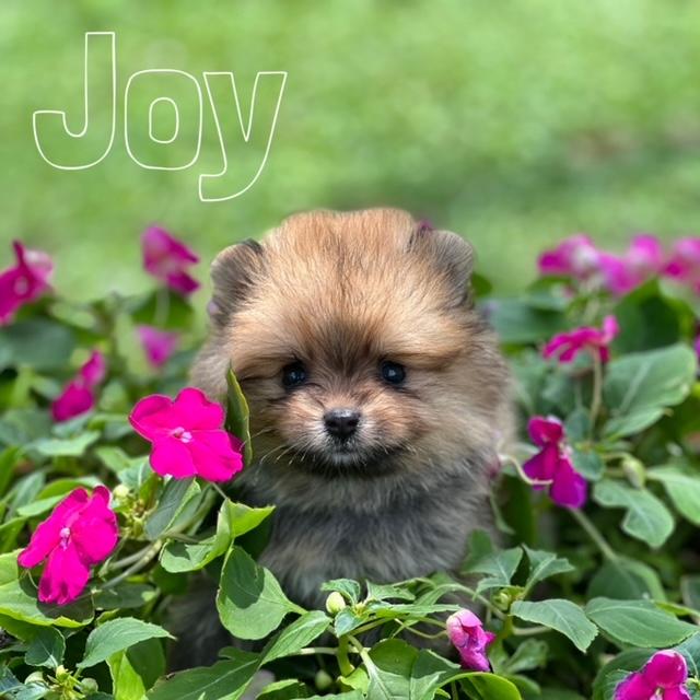 Petticoat Poms in Texas | Pomeranian puppies | Good Dog