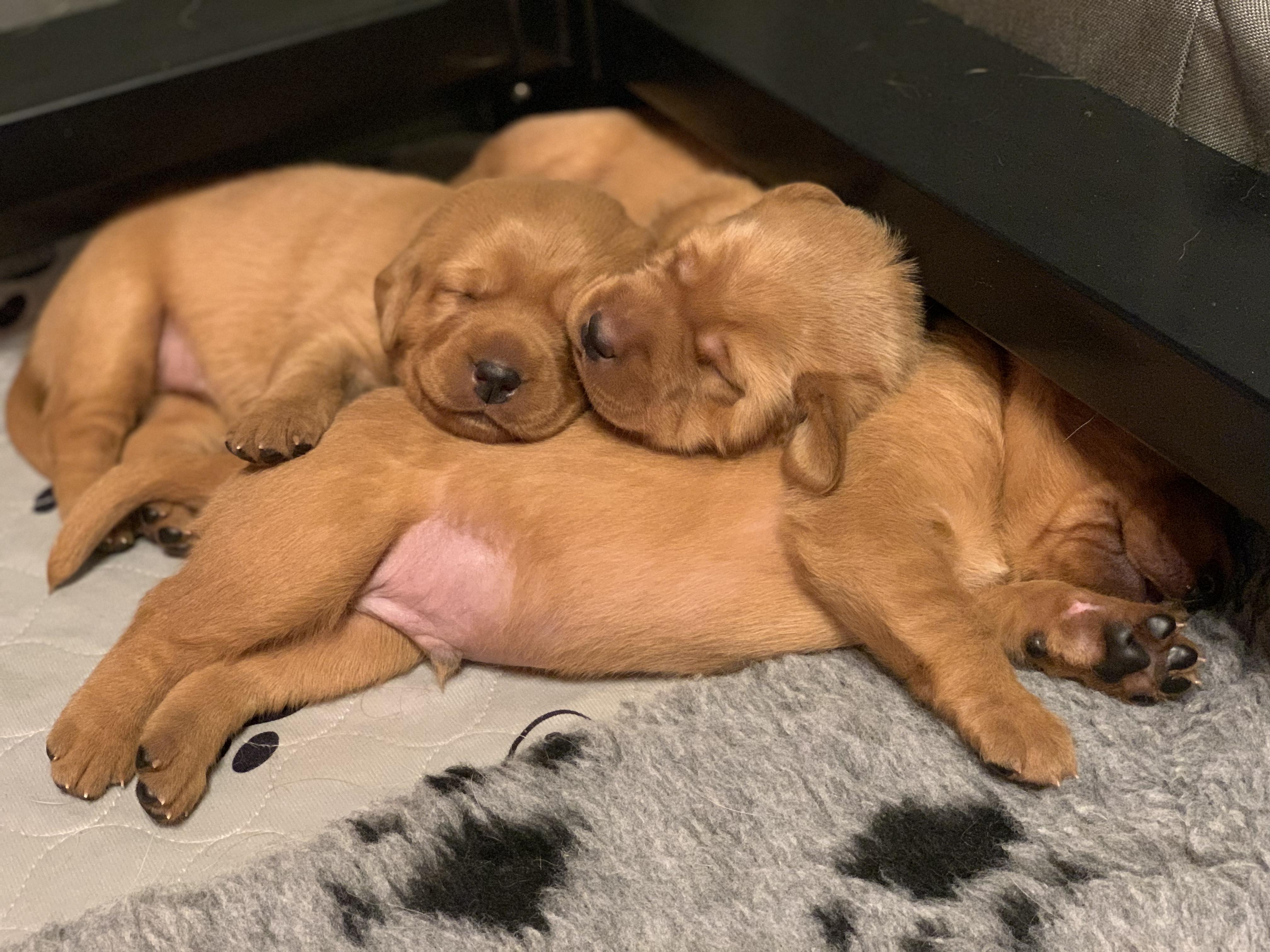 TNT Elite Labradors in Minnesota | Labrador Retriever puppies | Good Dog