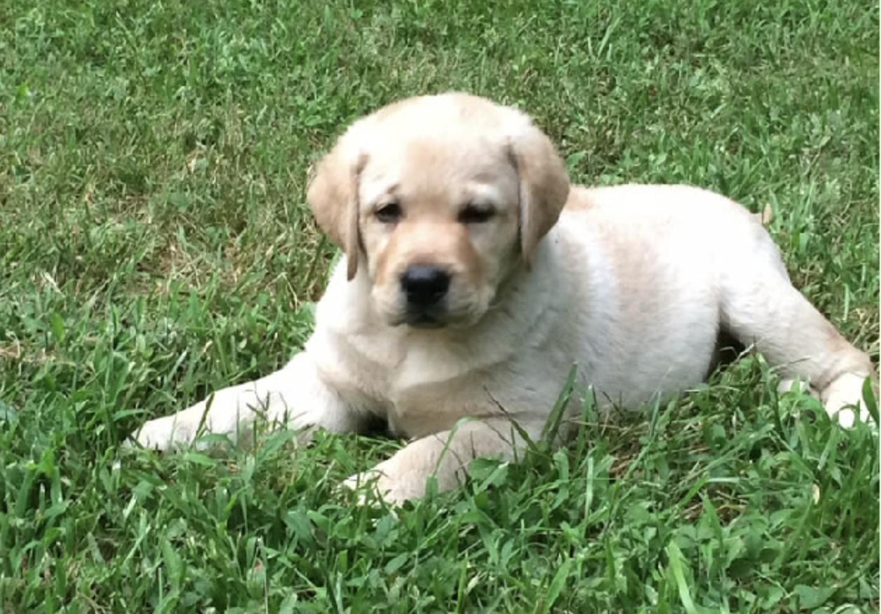 Smokey Hollow Labradors in Virginia | Labrador Retriever puppies | Good Dog
