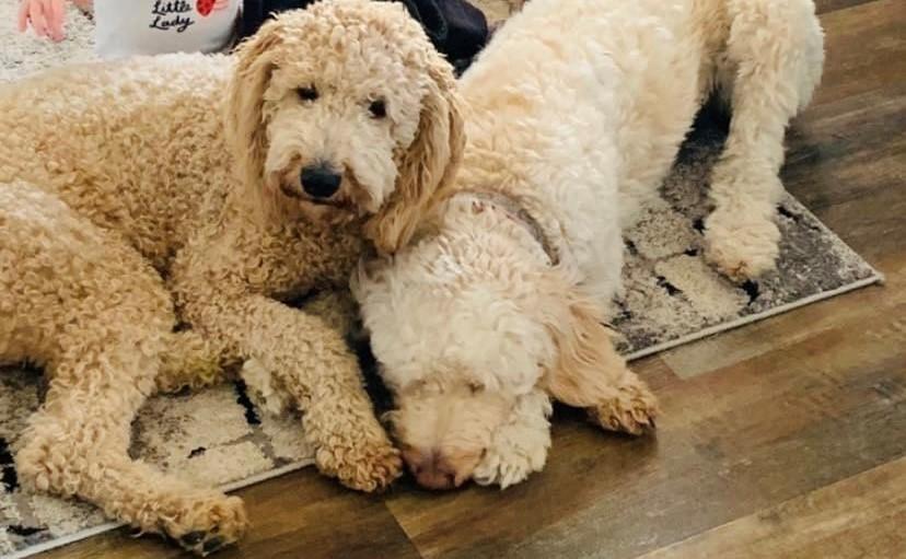Iowadoodles2love in Iowa | Bernedoodle and Goldendoodle puppies | Good Dog