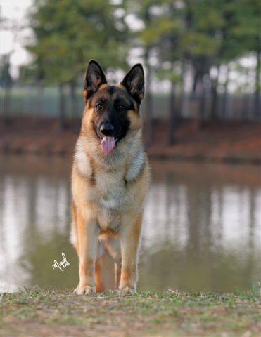 Kaleef German Shepherds in West Virginia | German Shepherd puppies ...