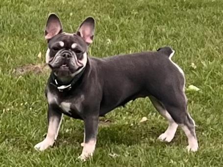 Willow Farm in Michigan | French Bulldog puppies | Good Dog