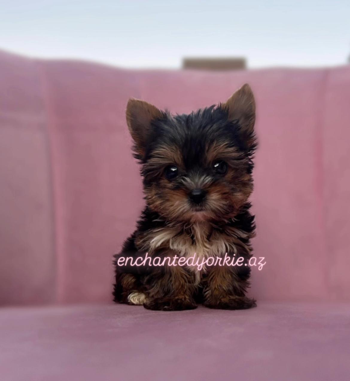Enchanted Yorkies in Arizona | Yorkshire Terrier puppies | Good Dog