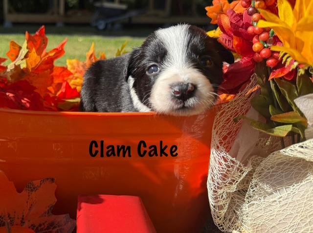 Michelle's Border Collies in Rhode Island | Border Collie puppies ...