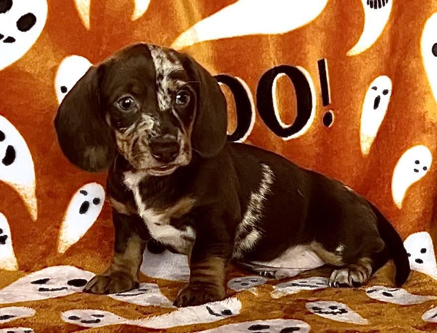 Dashing Dachshunds RF in California | Dachshund puppies | Good Dog