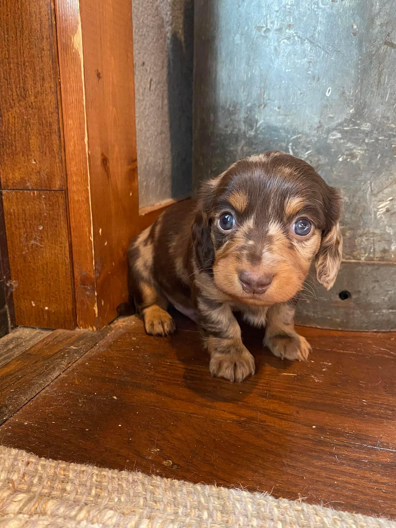 Hidden Valley Farms in Missouri | Dachshund puppies | Good Dog