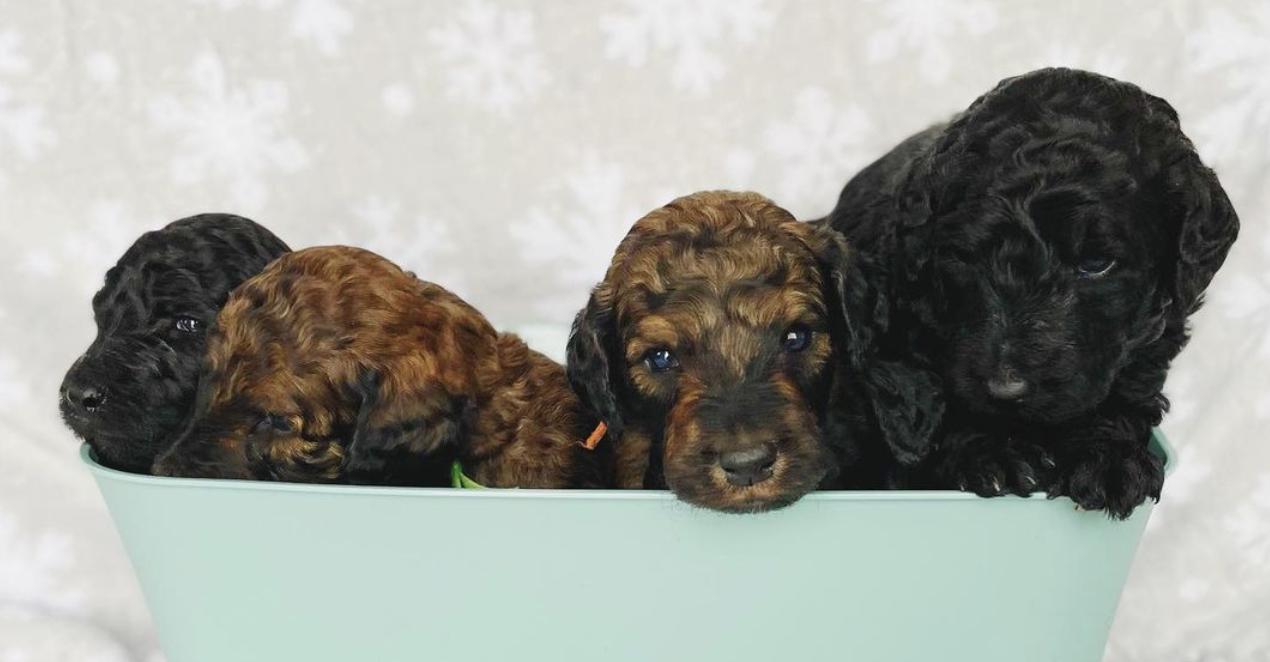 Winter's Cocoa Pups in Utah | Labradoodle puppies | Good Dog