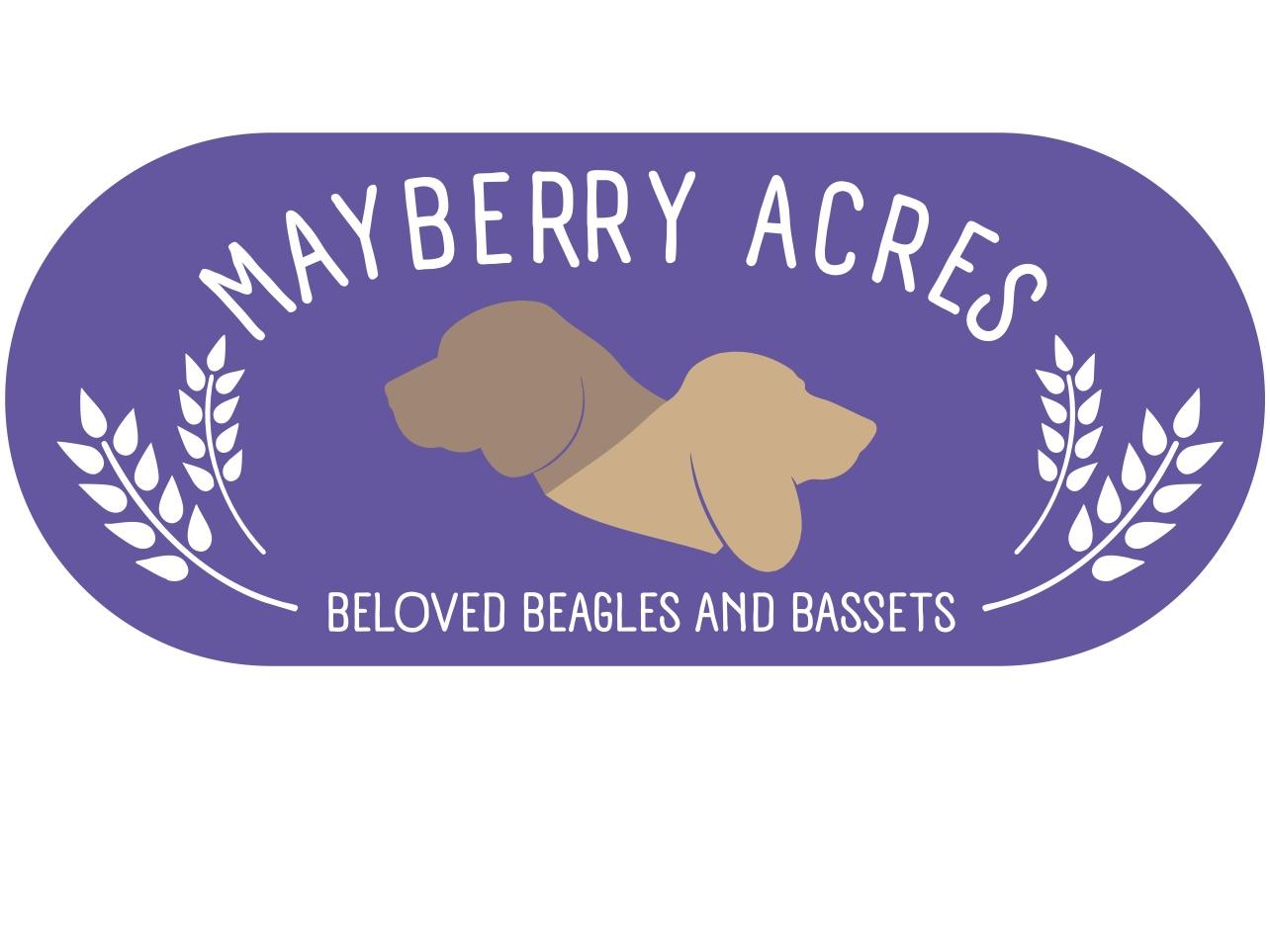 Mayberry Acres Beagles and Basset Hounds in Arkansas | Basset Hound and ...