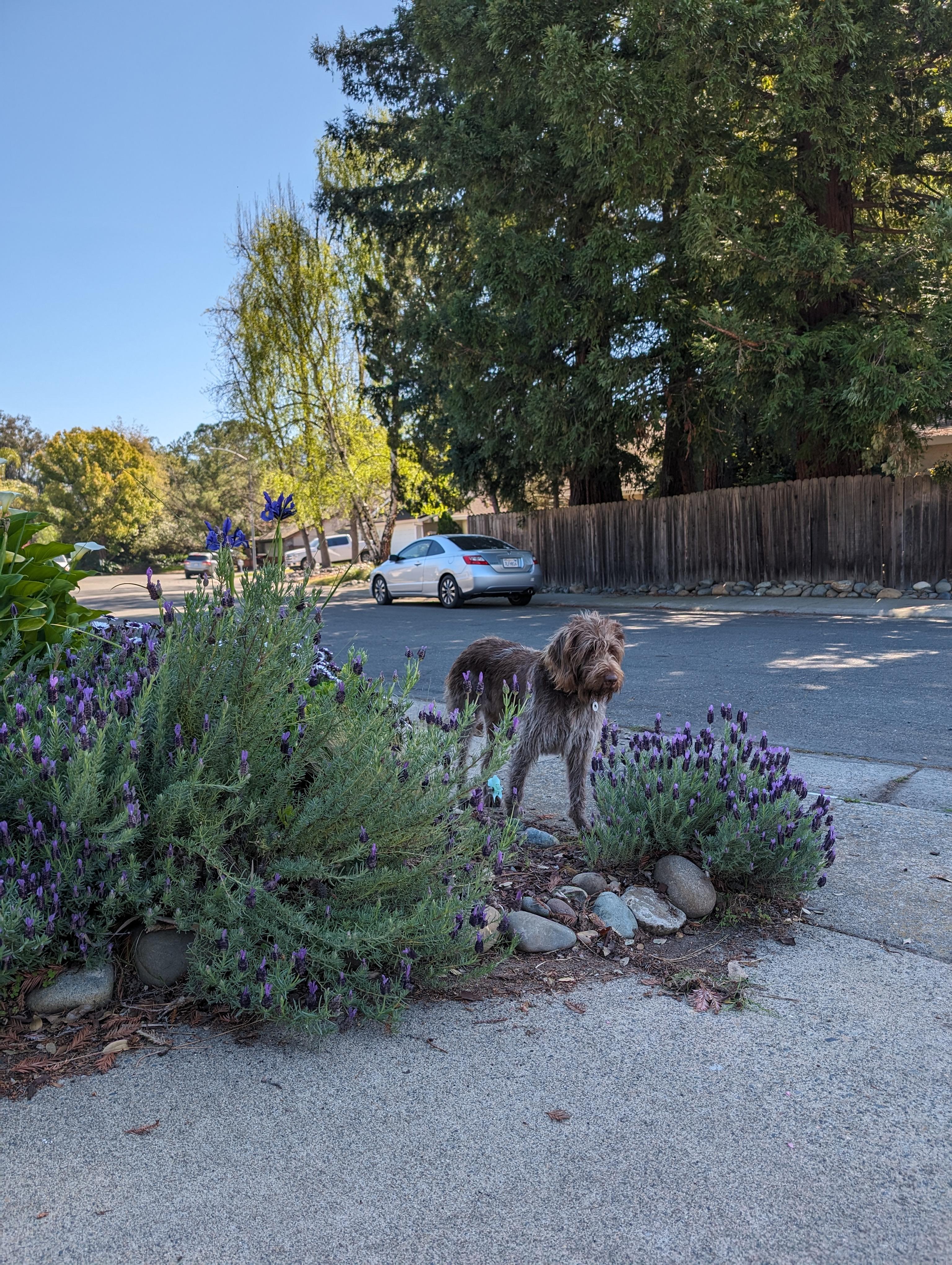 American River Wirehaired Pointing Griffons in California | Wirehaired ...