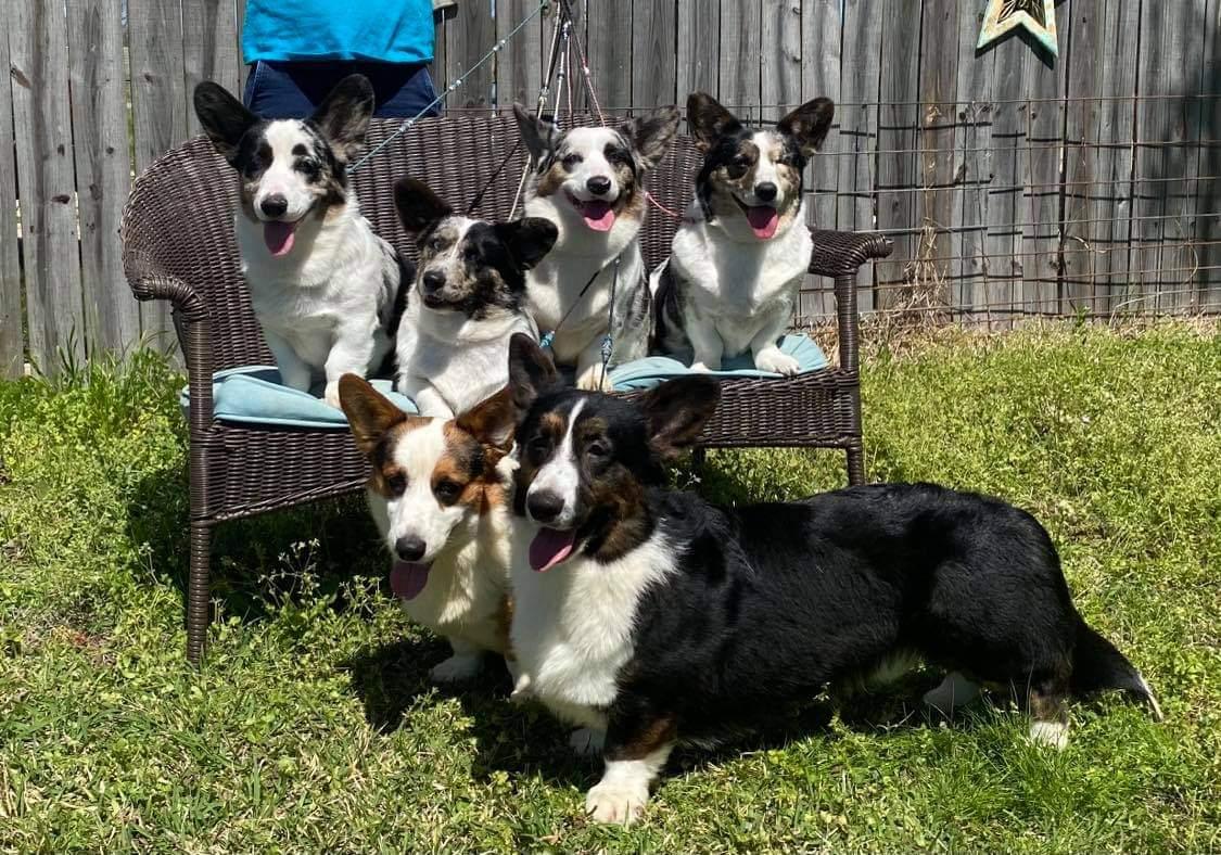 Windmill Cardigan Welsh Corgis and German Shepherds in Texas | Cardigan ...