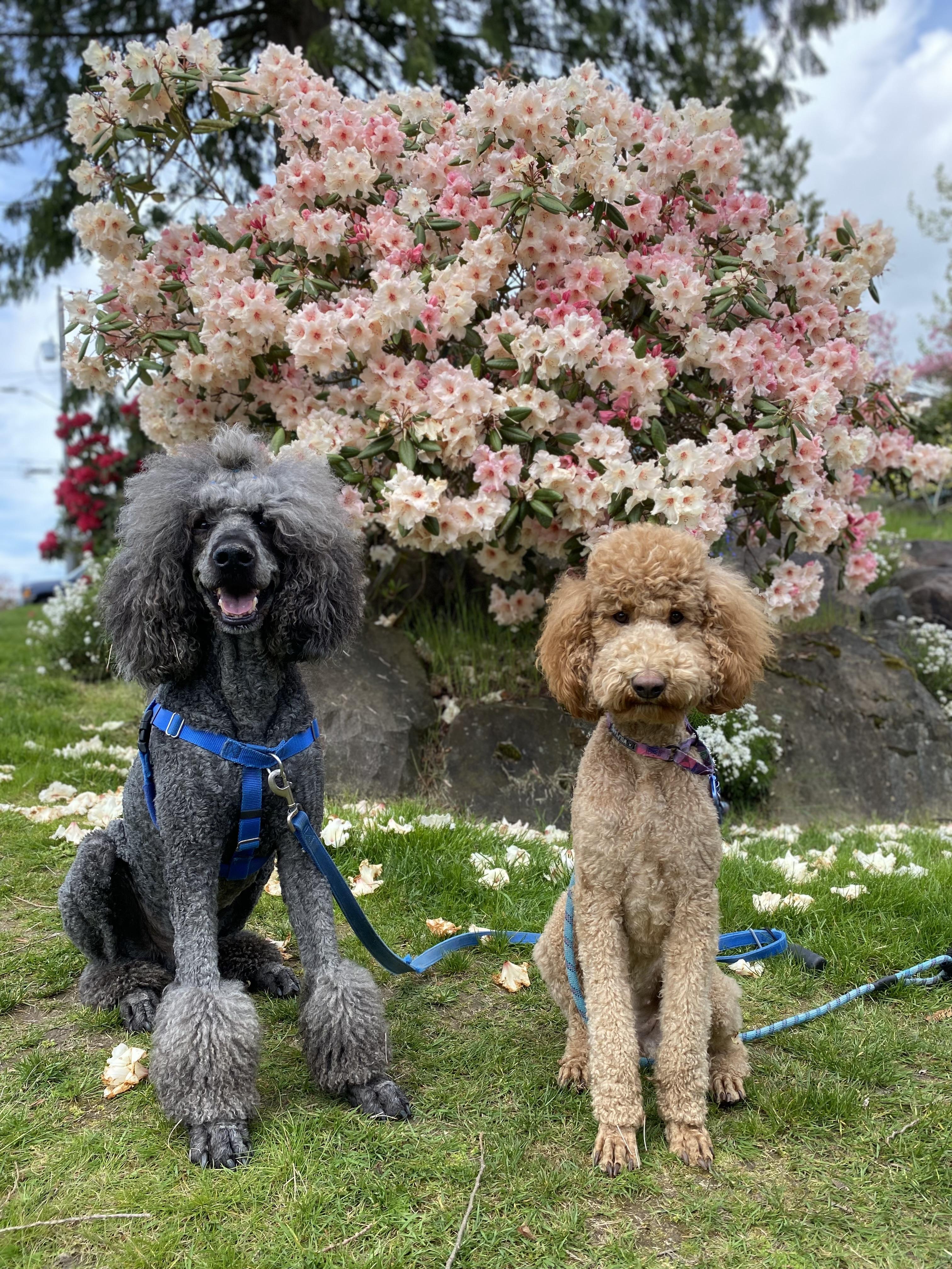 Fluffy Poodles in Washington | Poodle puppies | Good Dog