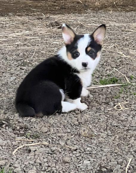 Estes Corgis in Oregon | Pembroke Welsh Corgi puppies | Good Dog