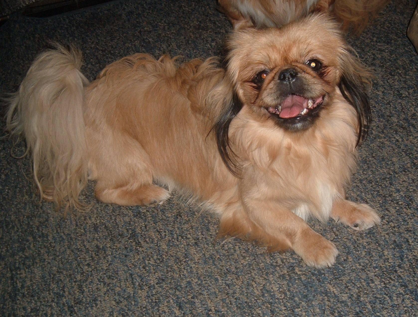A&J Ranch in Tennessee | Pekingese puppies | Good Dog