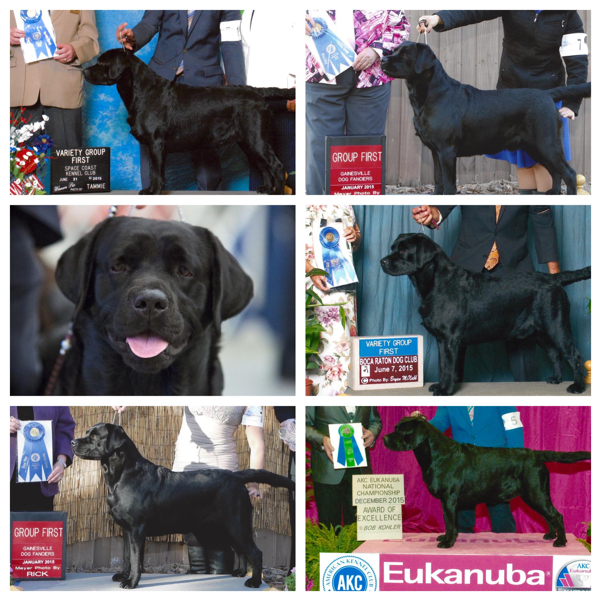 Everlasting Labradors in Florida | Labrador Retriever puppies | Good Dog
