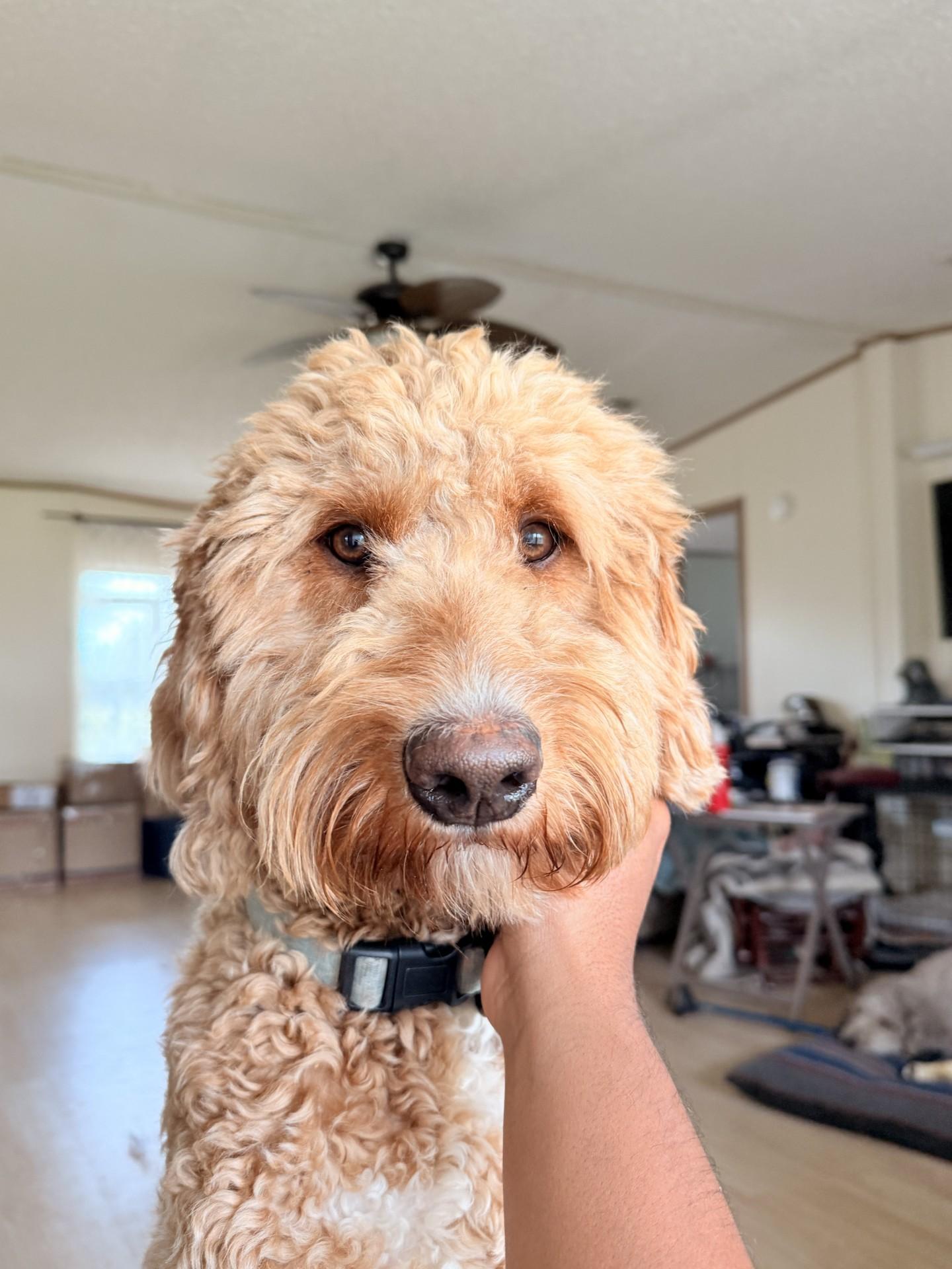 Florida's Joyful Goldendoodles in Florida | Goldendoodle puppies | Good Dog
