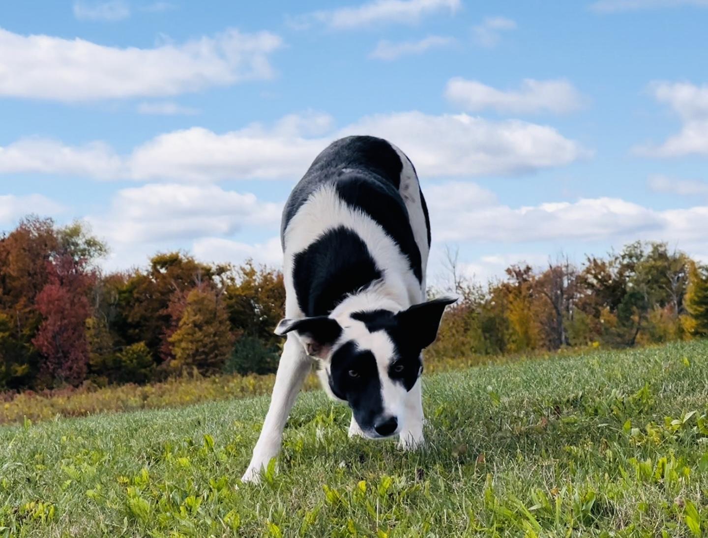 Breezy Acres Stock & Sporting Dogs in Pennsylvania | Border Collie and ...