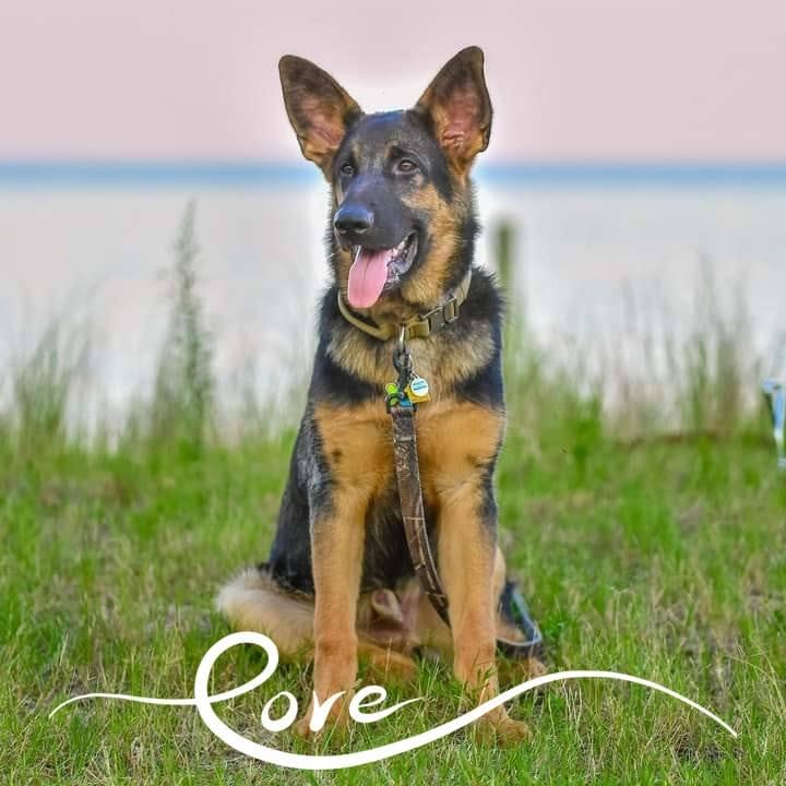 Jones AKC German Shepherds in Virginia | German Shepherd puppies | Good Dog