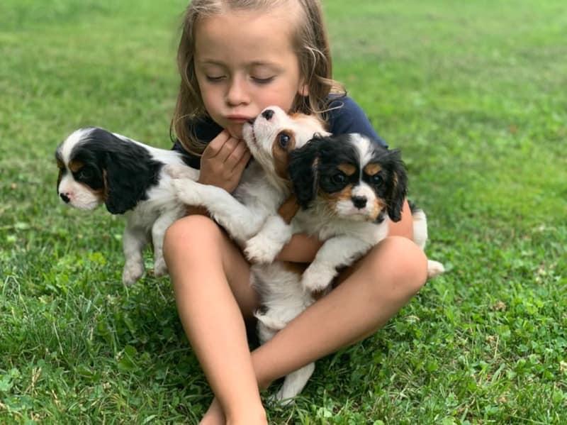 One Big Cavy Family in Maryland | Cavalier King Charles Spaniel puppies ...