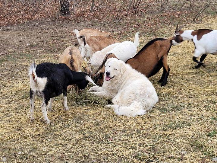 JT Little Critter Farm in Pennsylvania | Maremma Sheepdog puppies ...