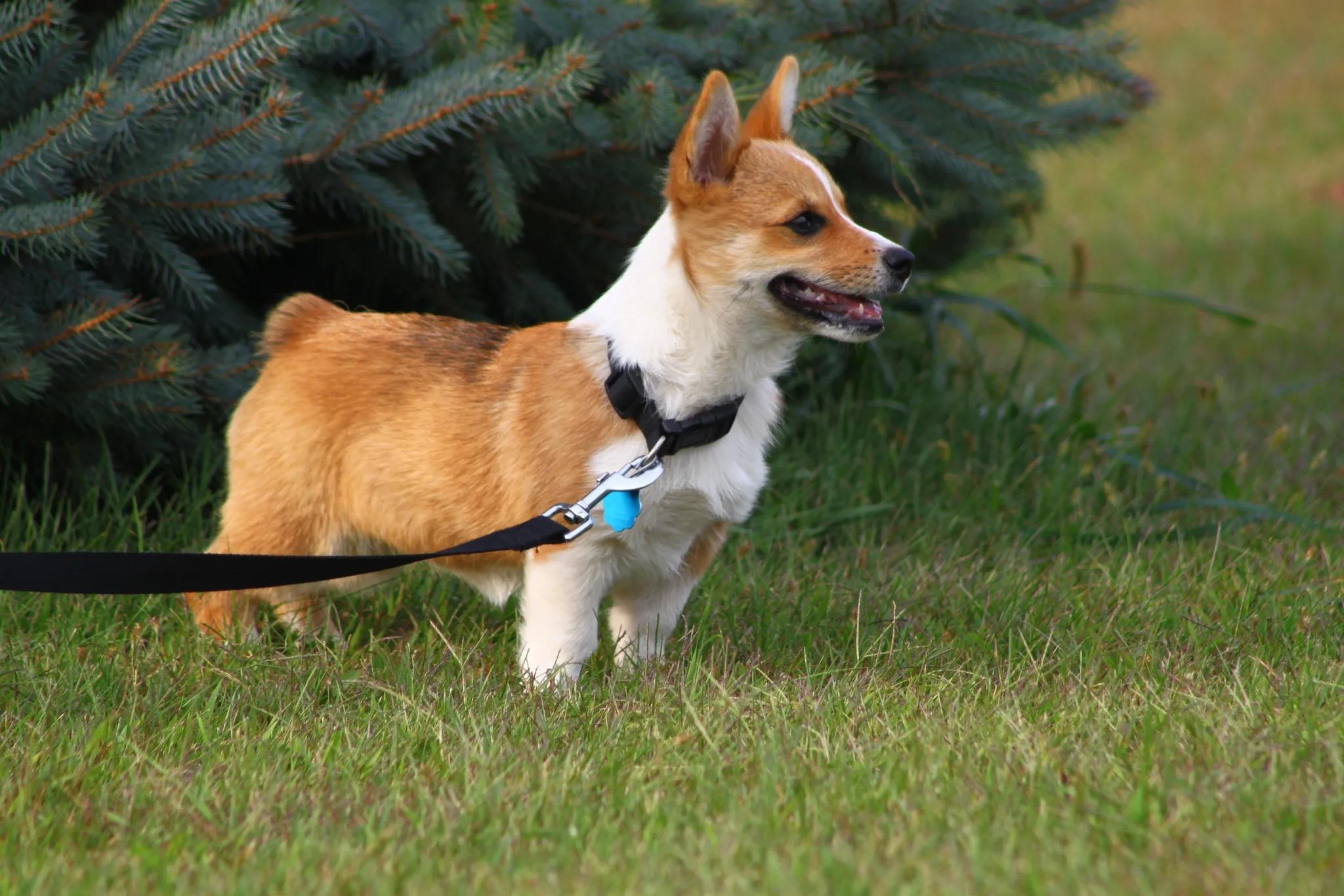 Hickory Springs Corgis in New York | Pembroke Welsh Corgi puppies ...