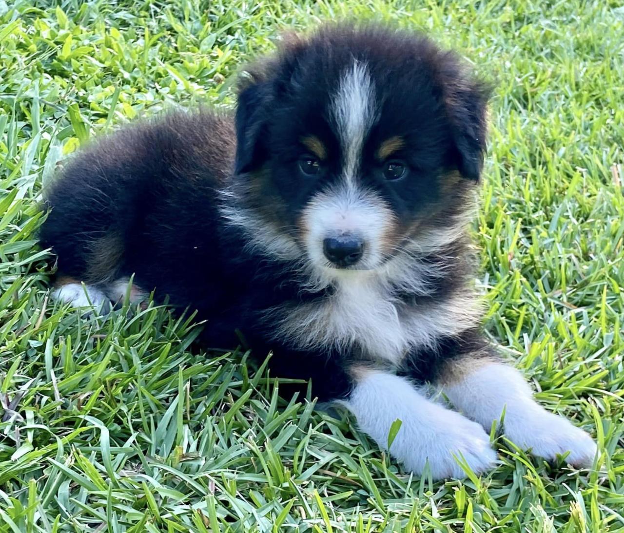 Green Swamp Farms in North Carolina | Australian Shepherd puppies ...