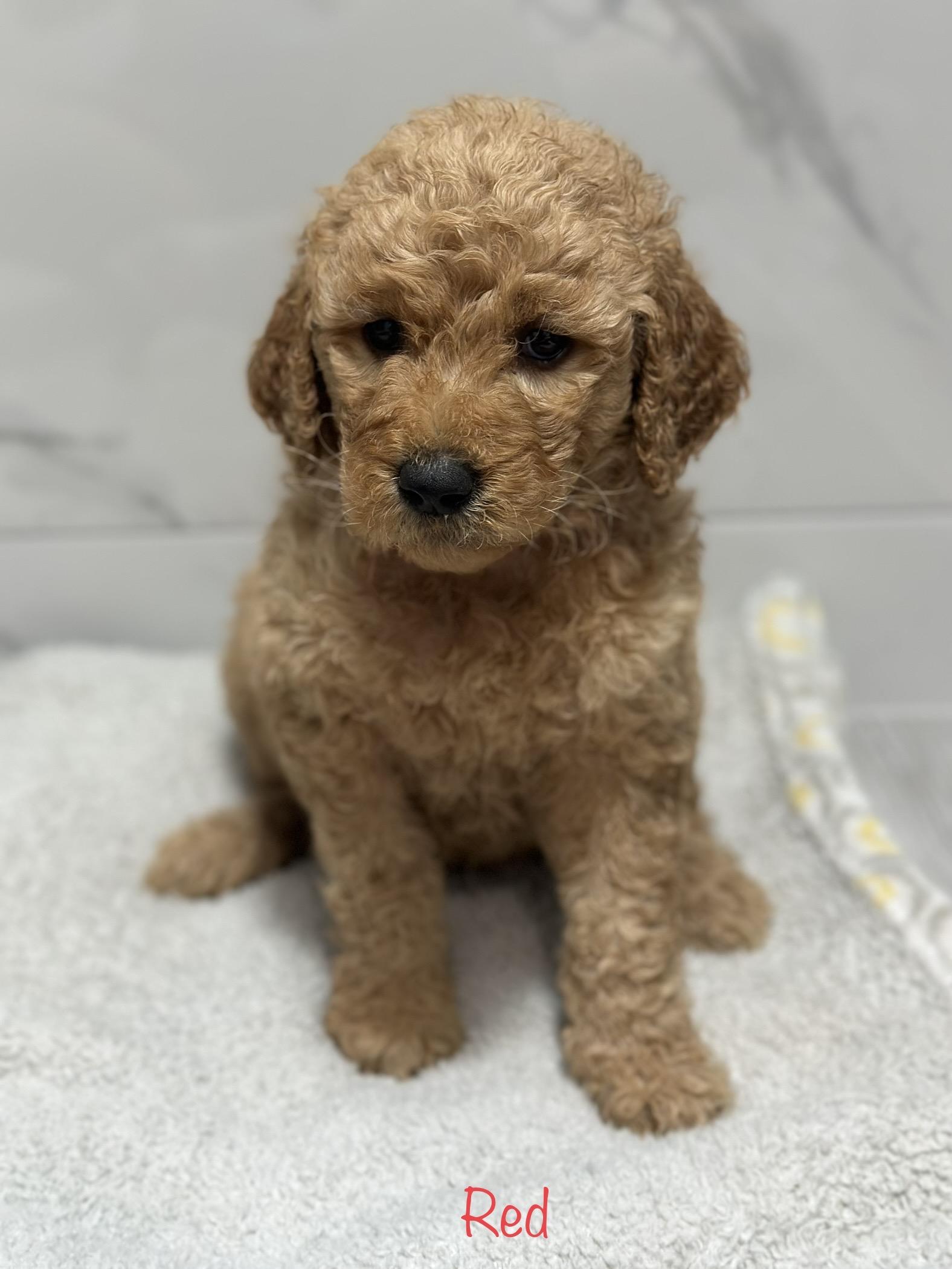 A&B Doodles in Alabama | Goldendoodle puppies | Good Dog