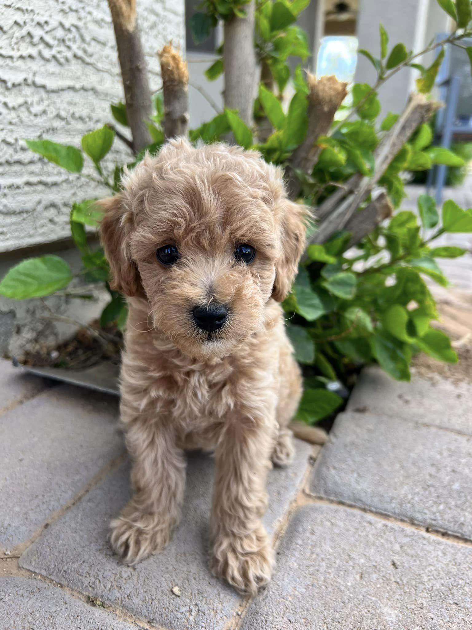 Winnie Doodles in Arizona | Goldendoodle puppies | Good Dog