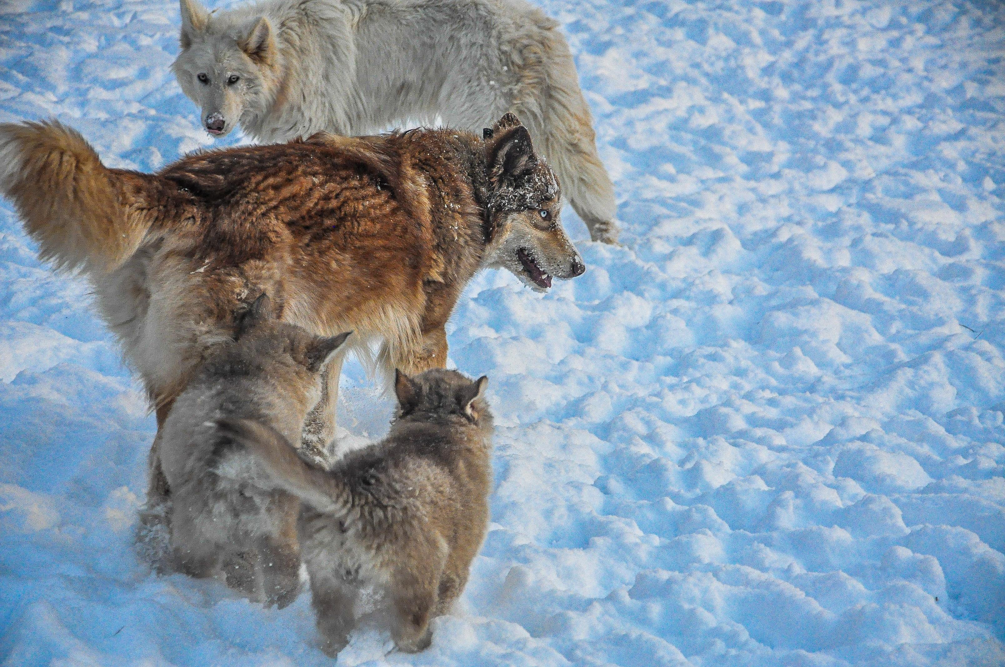 Seven Sisters Canids in Massachusetts | Native American Indian Dog ...