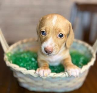 Wilson’s Wieners in Tennessee | Dachshund puppies | Good Dog