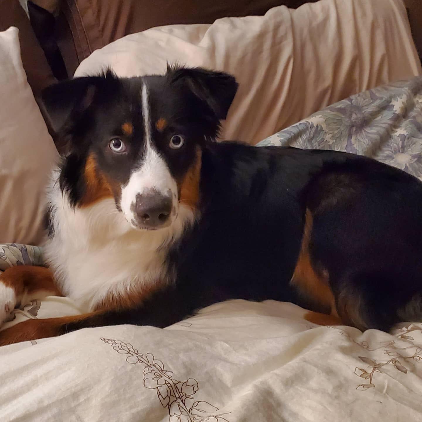 Ninerpacker Aussies in Minnesota | Australian Shepherd puppies | Good Dog