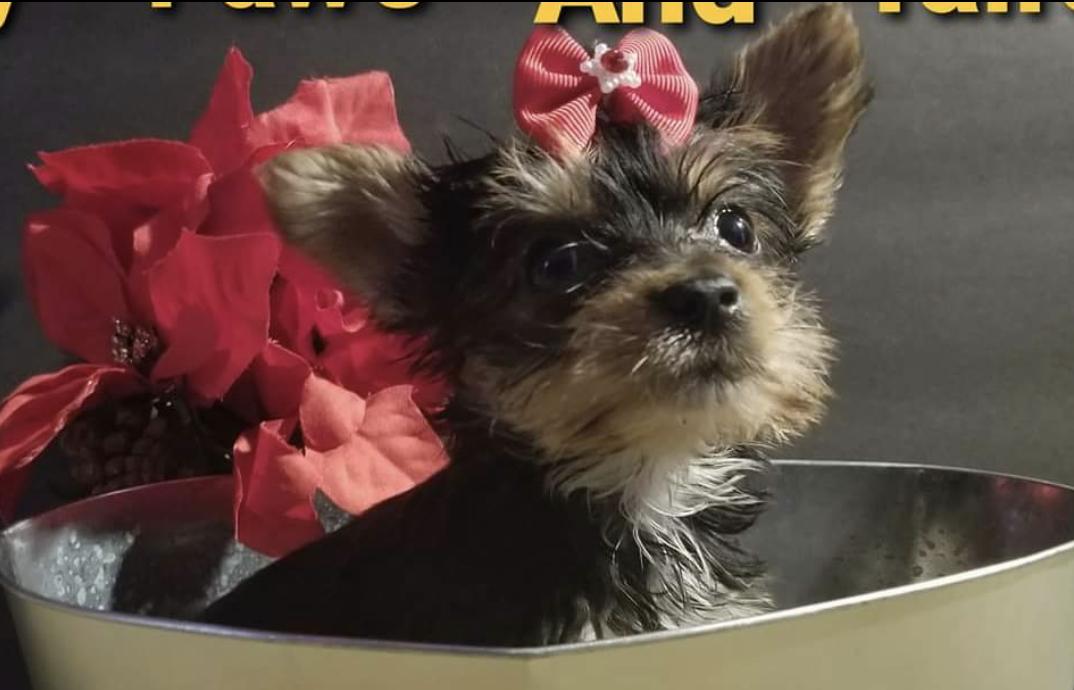 Happy Paw's And Tail's in Missouri | Bulldog and Yorkshire Terrier ...