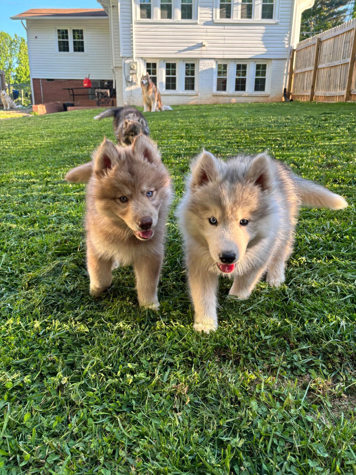 Blue Ridge Shadow Huskies in North Carolina | Siberian Husky puppies ...