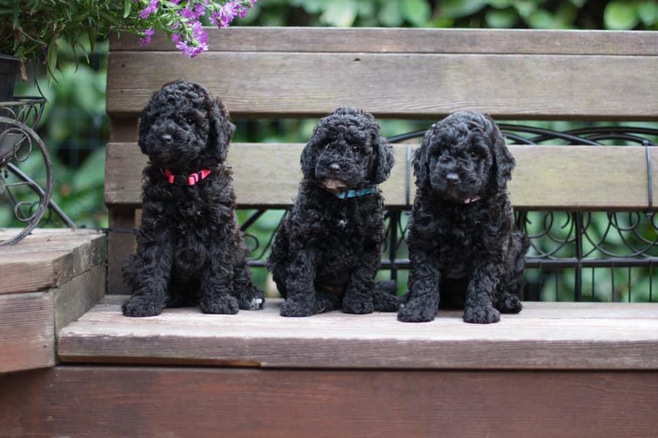 Poodle Dog Land in Oregon | Poodle puppies | Good Dog