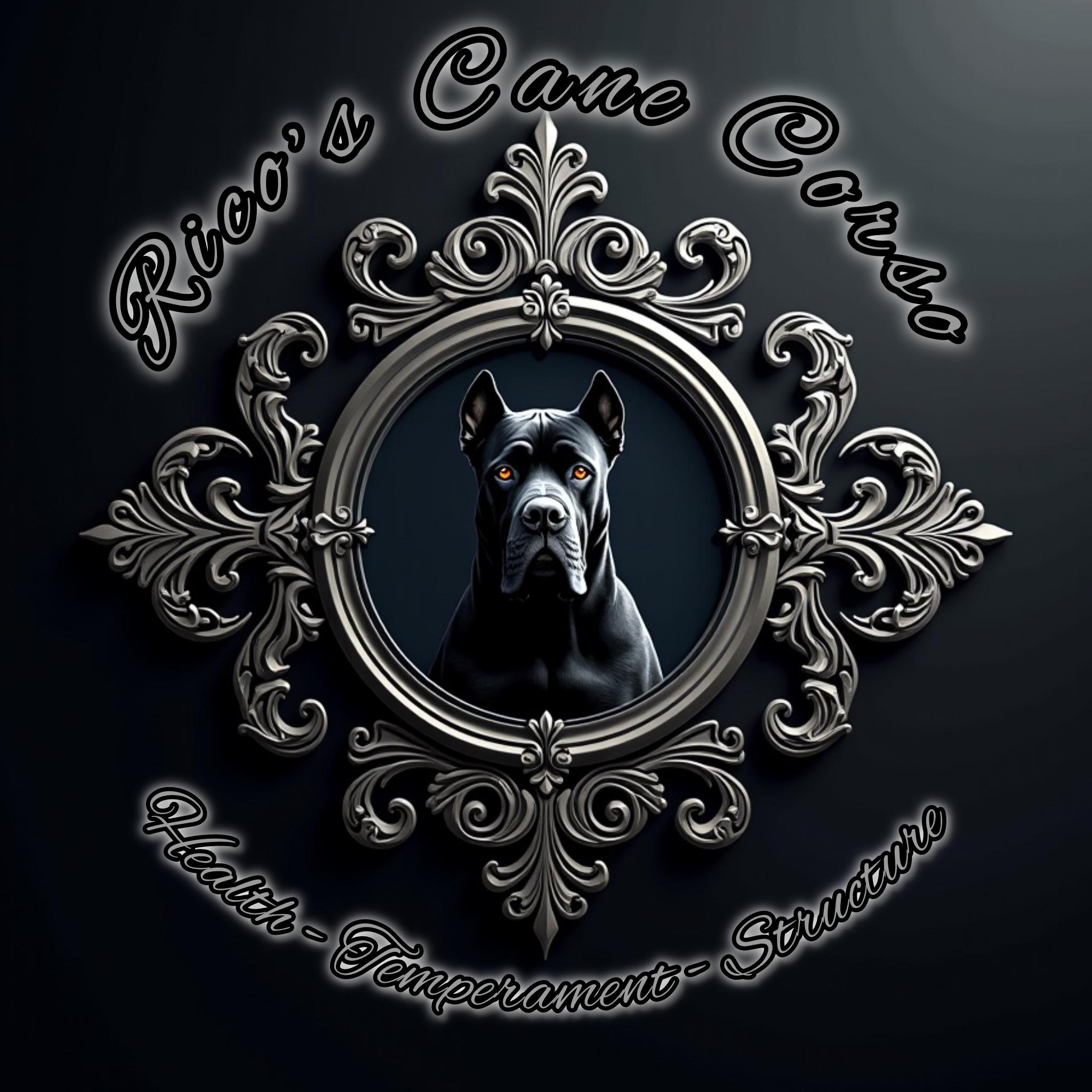 Rico's Cane Corso in California | Cane Corso puppies | Good Dog