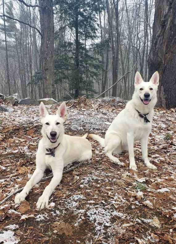 Arctic Argonauts in New Hampshire | German Shepherd puppies | Good Dog