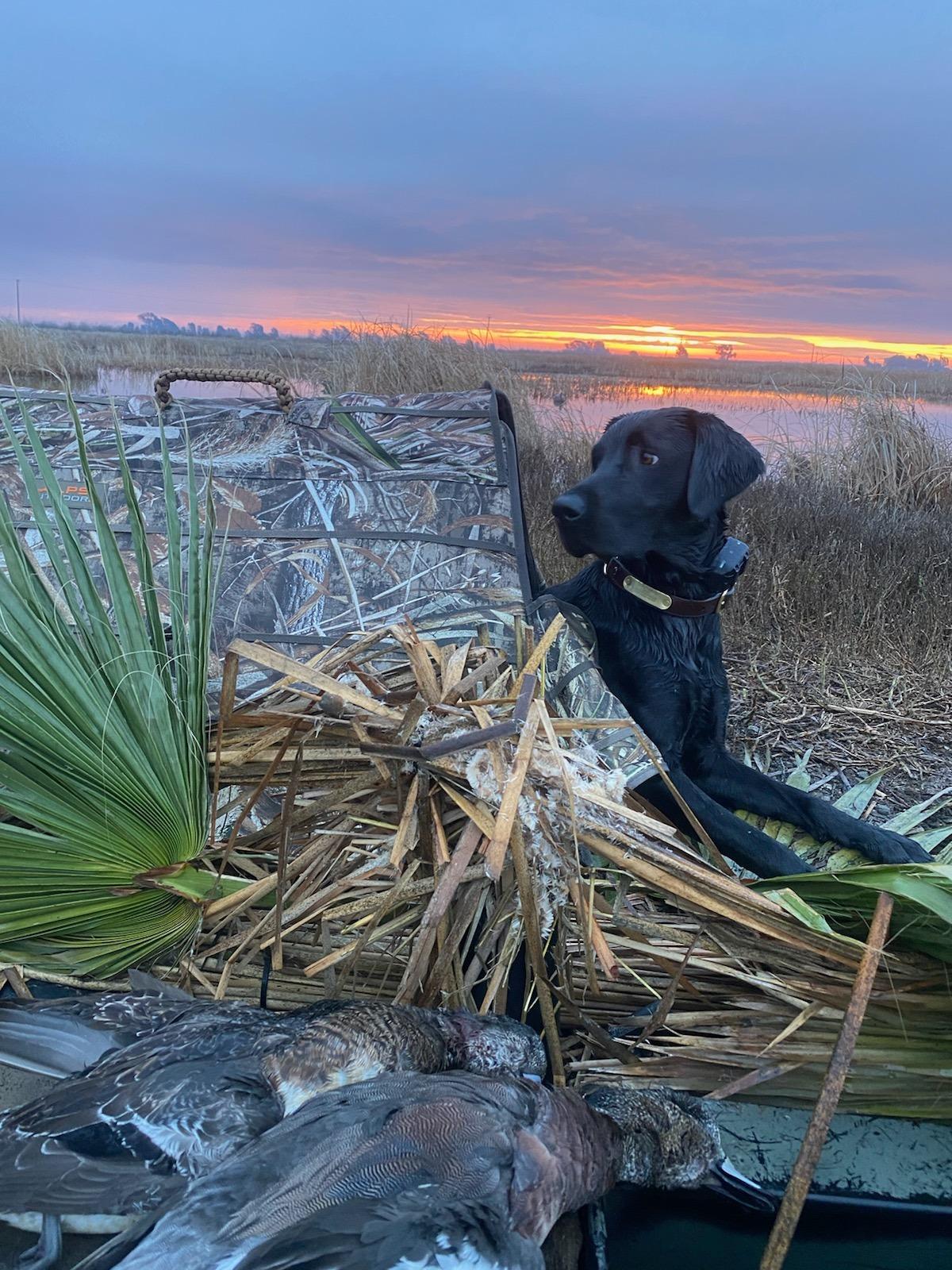 Hudson Silverado Bird Dogs in California | Labrador Retriever puppies ...
