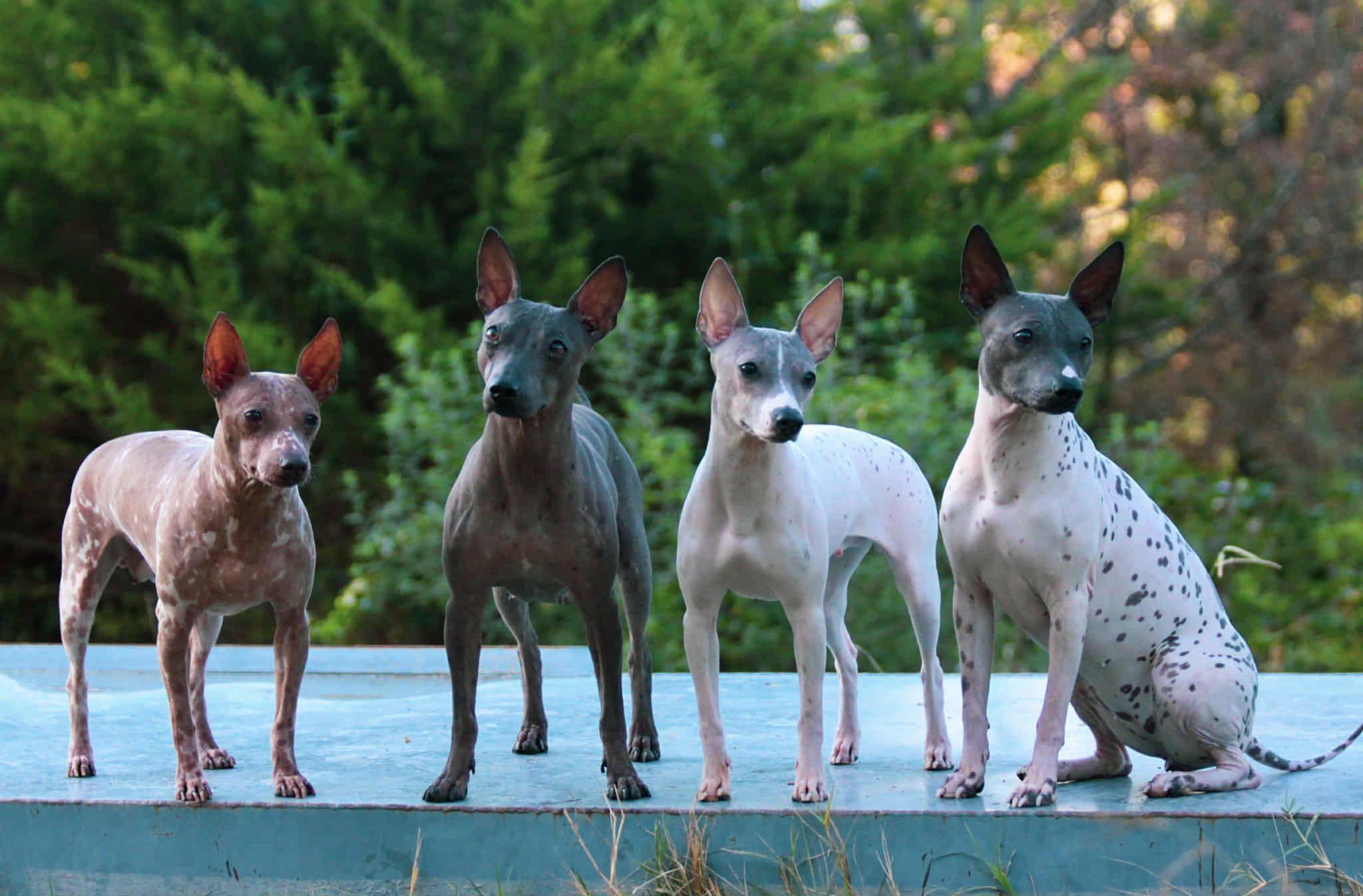Popping Off AHTs in Arkansas | American Hairless Terrier puppies | Good Dog
