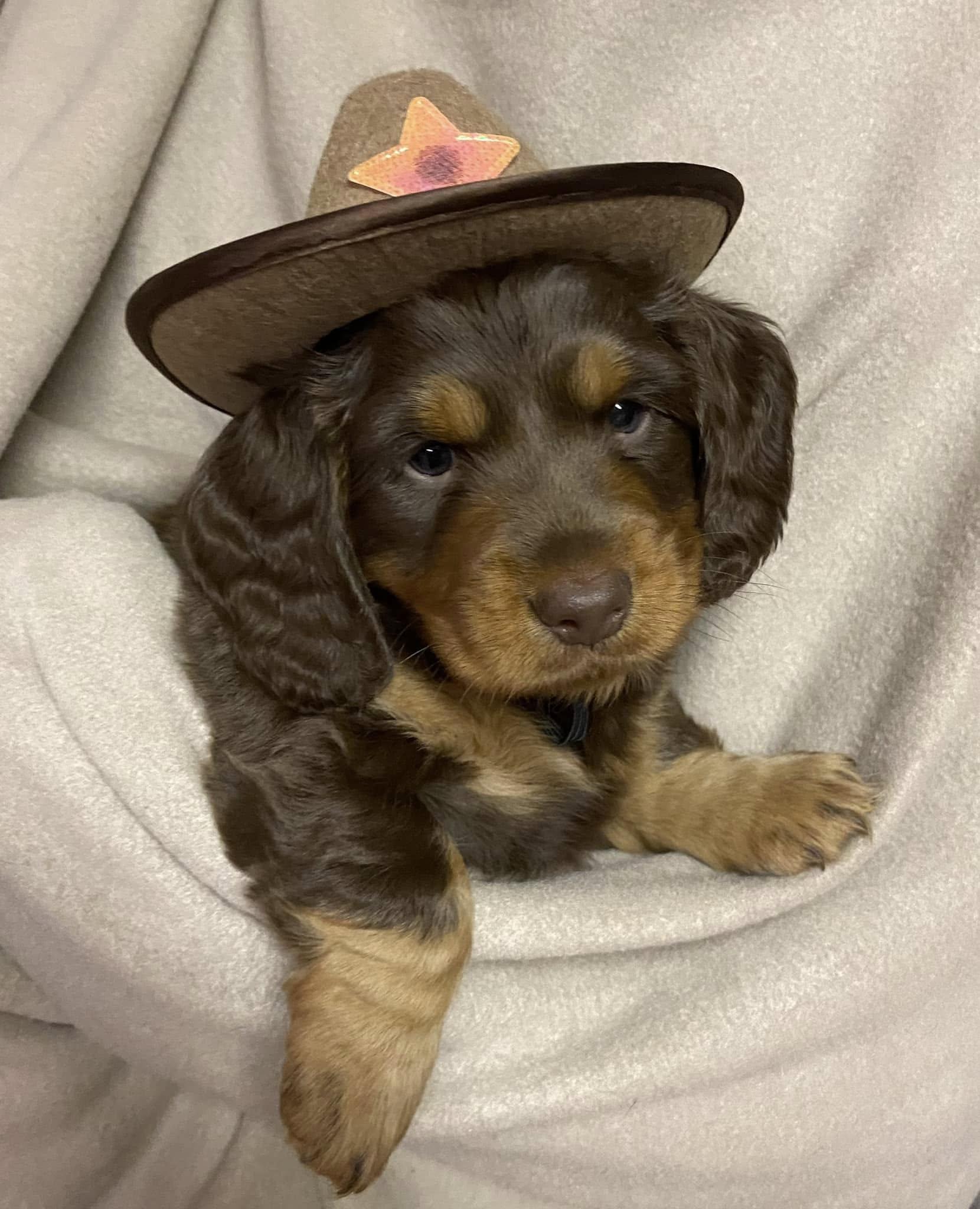Braden Puppies in Illinois | Dachshund puppies | Good Dog