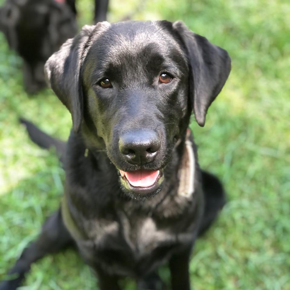 Alley Rock Labradors, LLC in New Hampshire | Labrador Retriever puppies ...