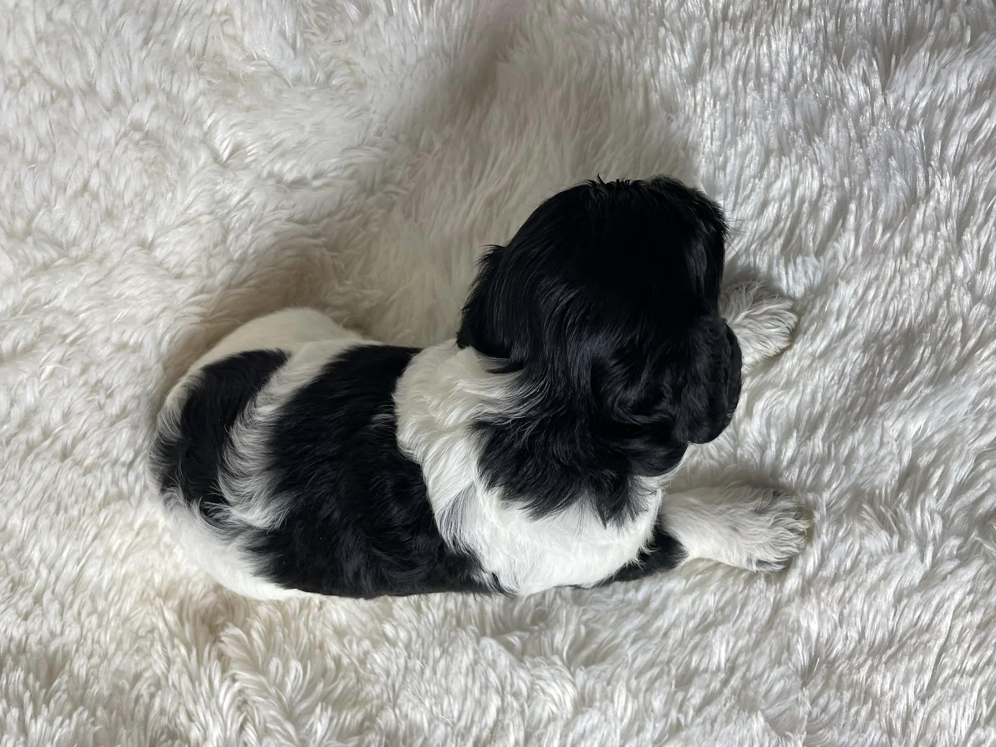 Lowcountry Cavapoos and Toy Poodles in South Carolina | Cavapoo and ...