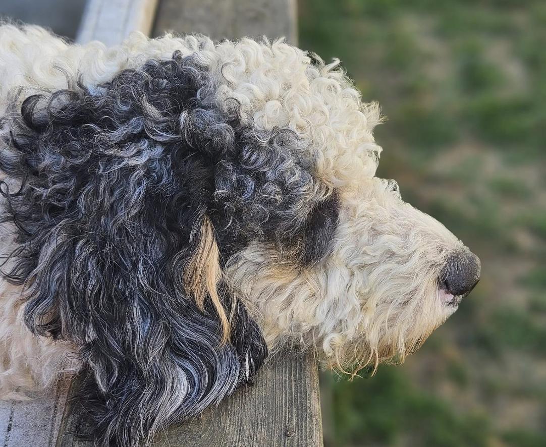 NLB Mini Bernedoodles in Pennsylvania | Bernedoodle puppies | Good Dog