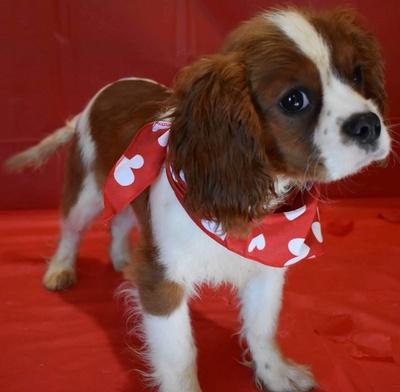 Heart R Cavaliers in California | Cavalier King Charles Spaniel puppies ...